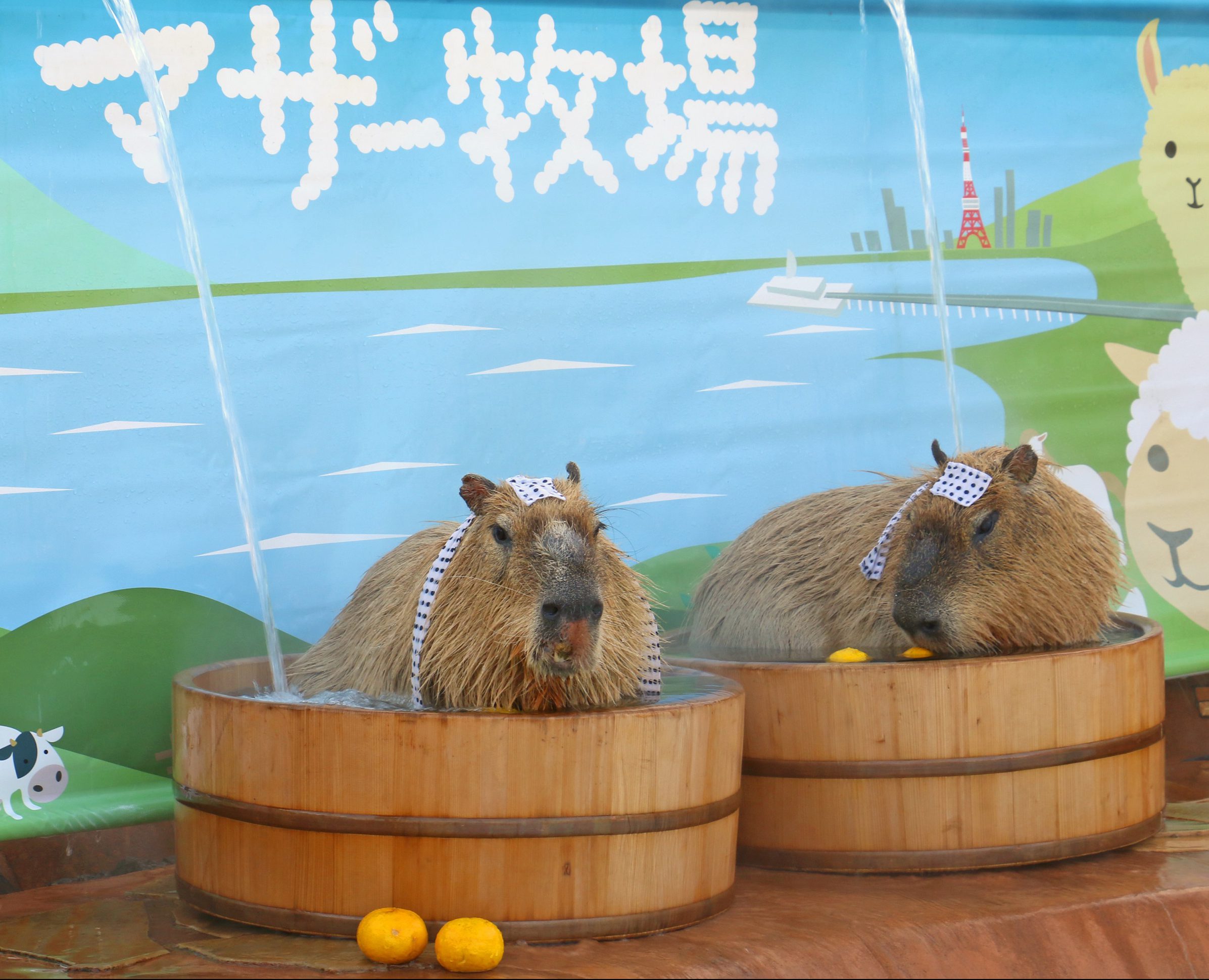 For one day only! Capybara Bath ~Citron Version~ | MOTHER FARM